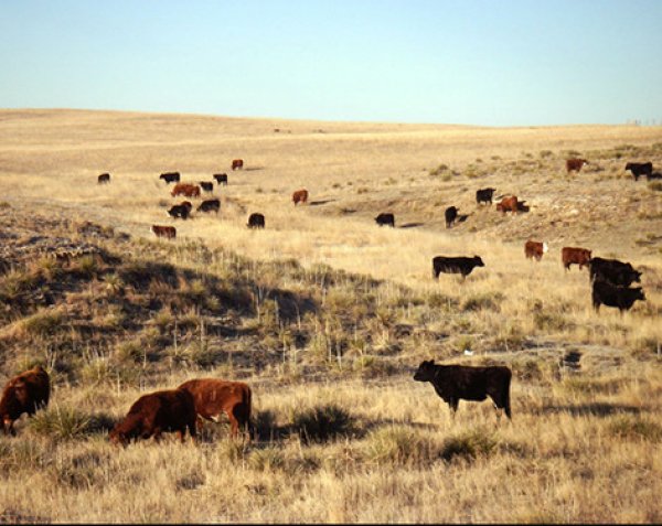 Shortgrass prairie - Alchetron, The Free Social Encyclopedia